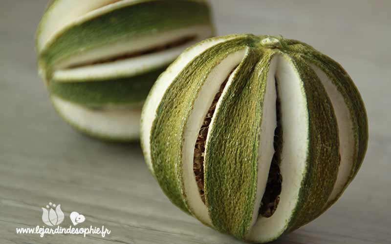 Epices, fruits - Naturel - Art floral et décoration